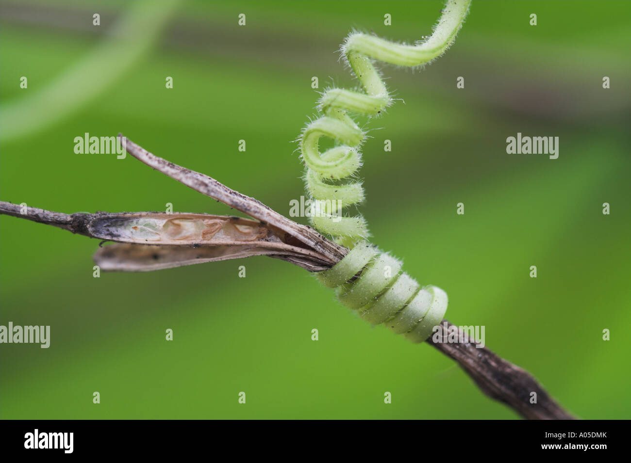 Tendril coil hi-res stock photography and images - Alamy