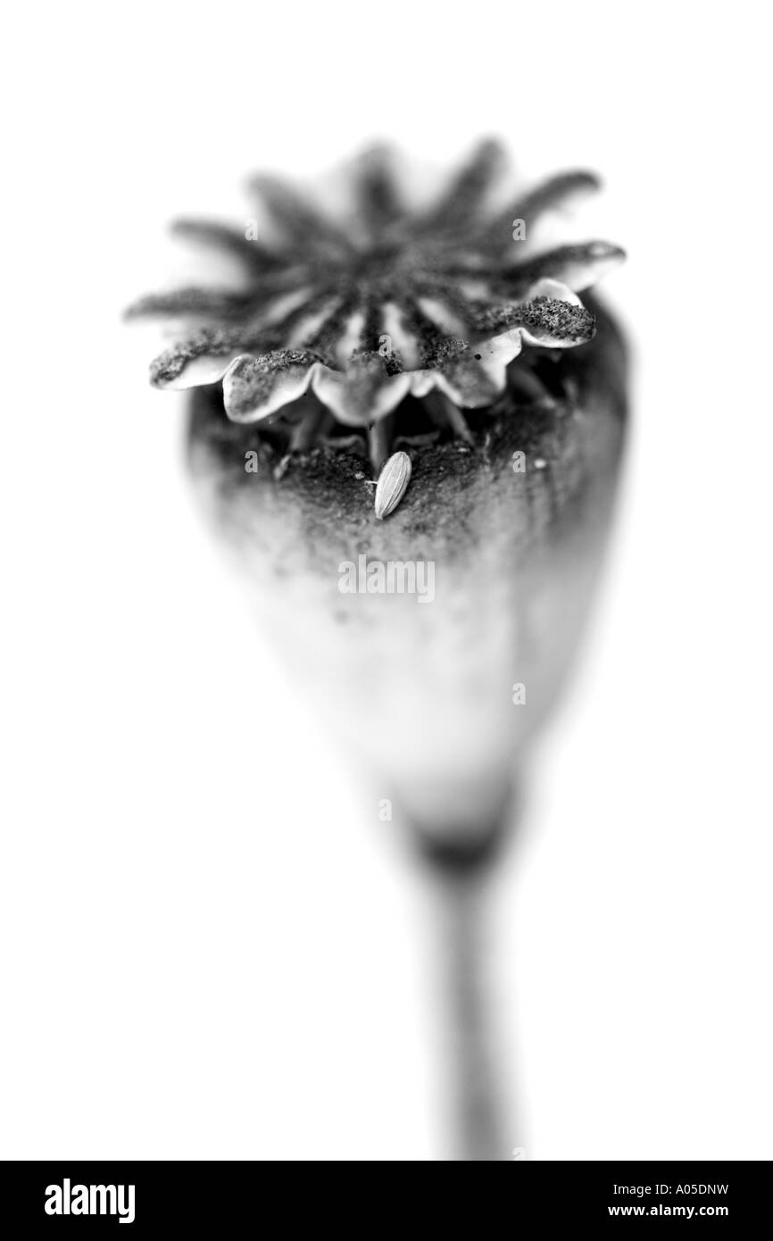 Poppy seed head Cut Out Stock Images & Pictures - Alamy