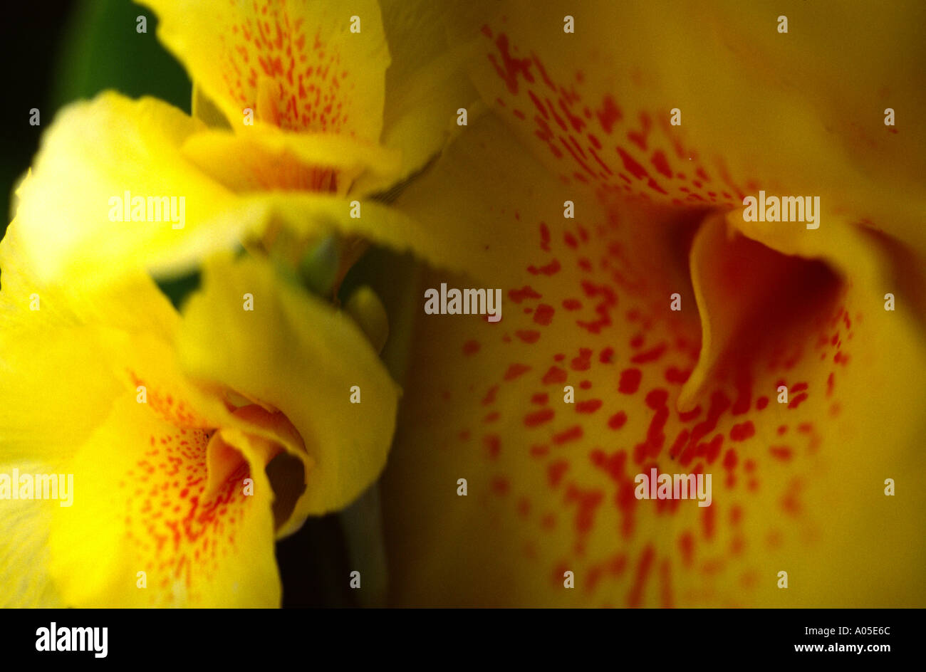 Yellow flower red spots at center double exposure flowers 128 Stock ...