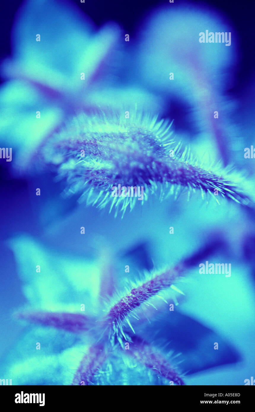 Close up blue flower buds and stems 115 Stock Photo - Alamy