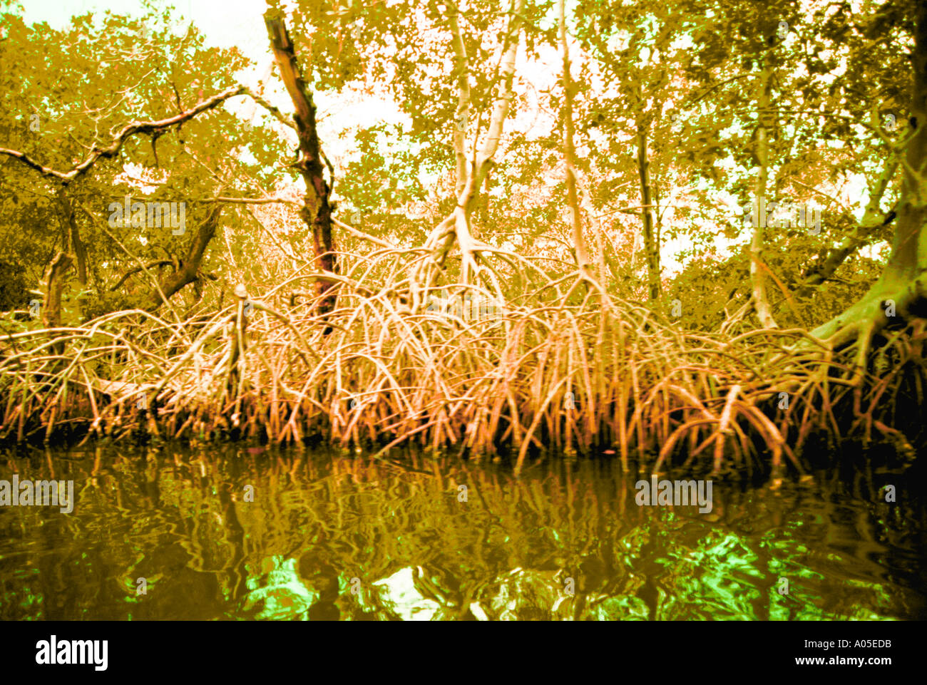 Reflections of tree roots in lagoon Margarita Island 290 Stock Photo ...