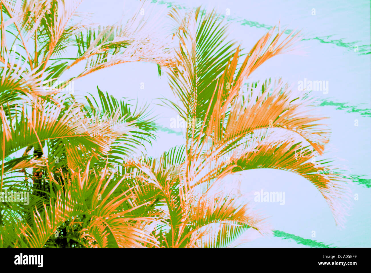 Tropical plants and swimming pool Margarita island 223 Stock Photo - Alamy