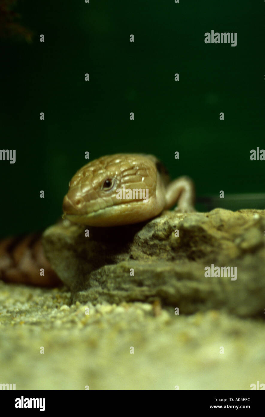 Lizard head close up on rock 94 Stock Photo - Alamy