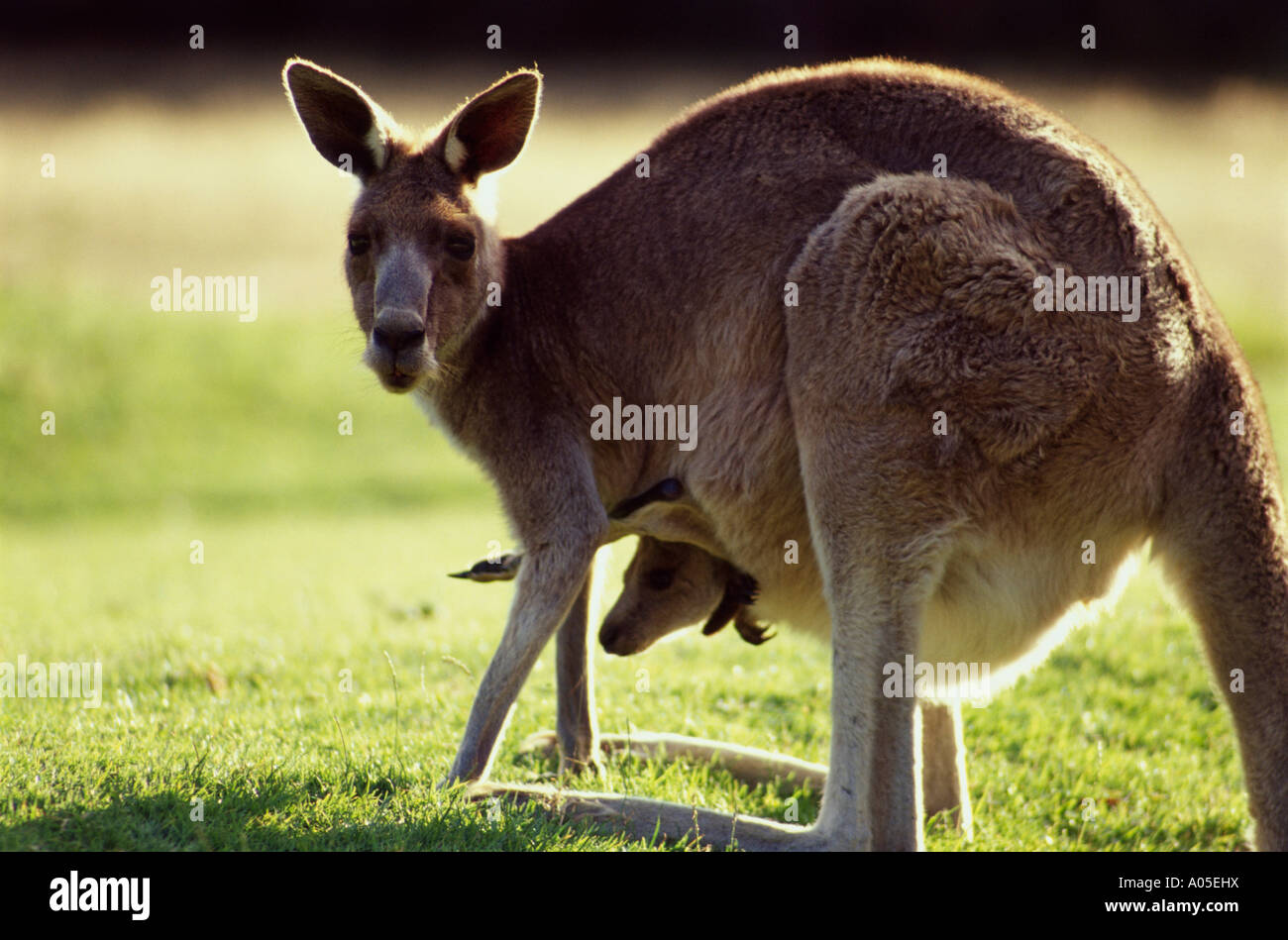 Kangaroo & Joey, Day Stock Photo - Alamy
