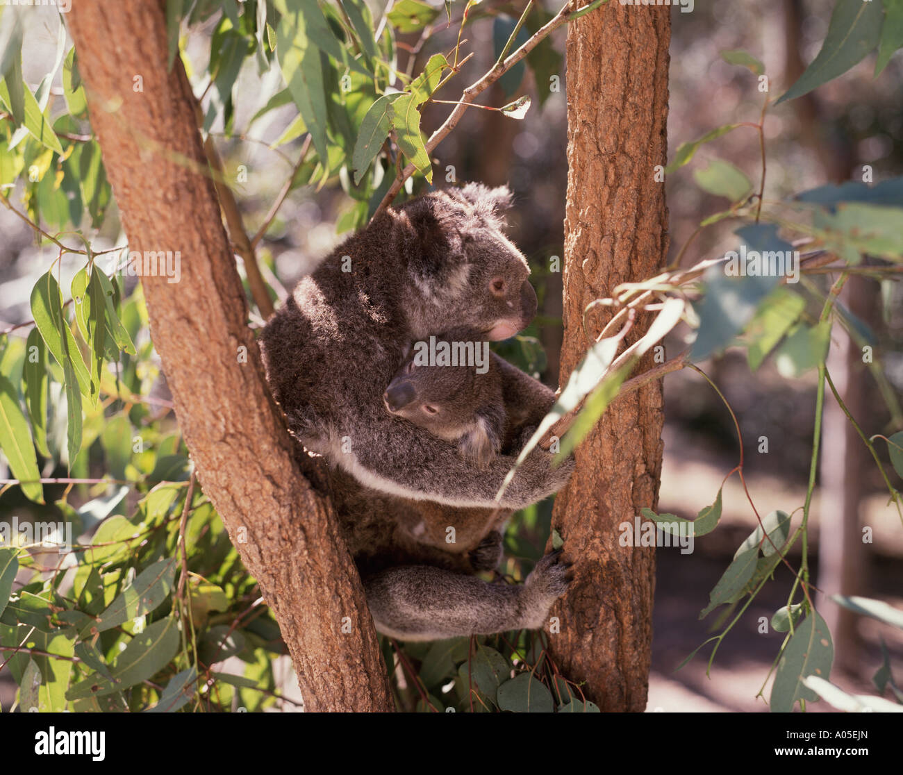 Mother and baby koala bears hi-res stock photography and images - Alamy