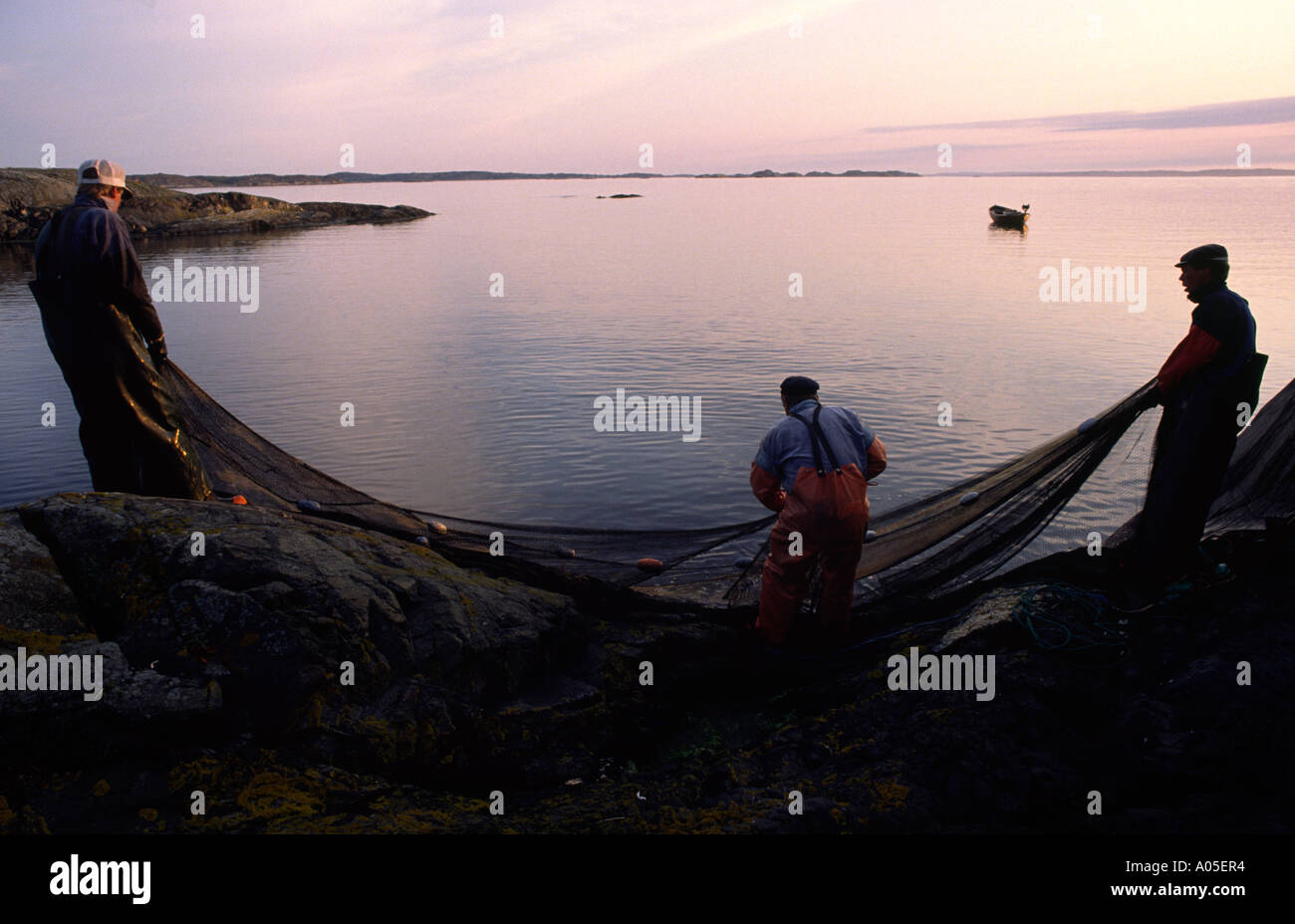 Herring pulling hi-res stock photography and images - Alamy