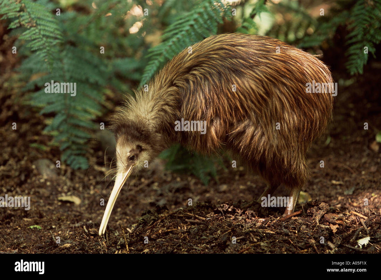 Kiwi bird hi-res stock photography and images - Alamy