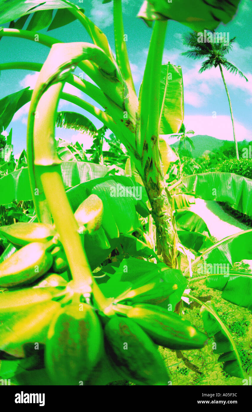 Tropical fruit vegatation Venezuela 184 Stock Photo - Alamy