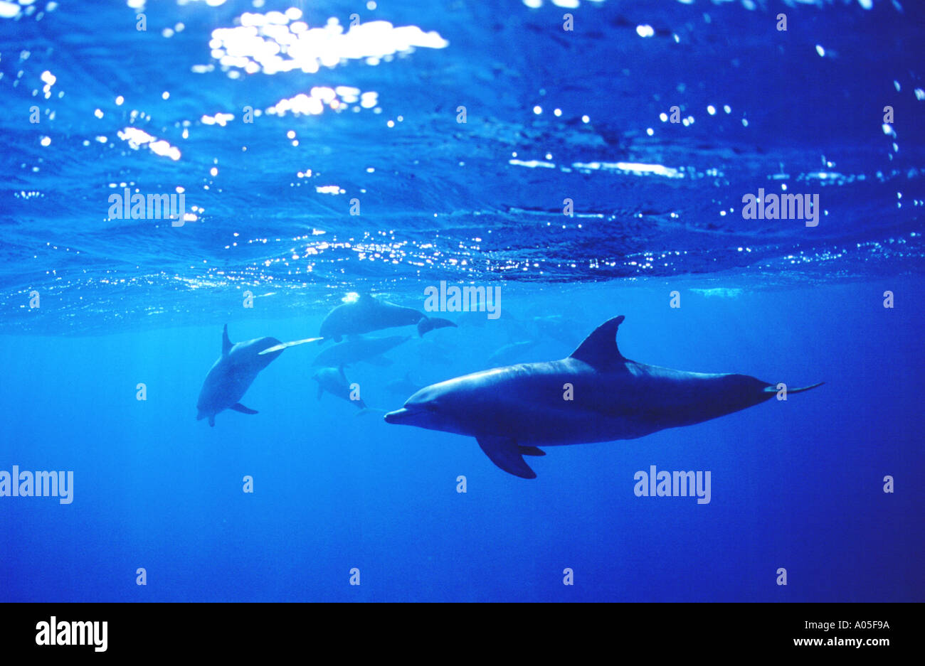 Dolphin fish photos hi-res stock photography and images - Alamy