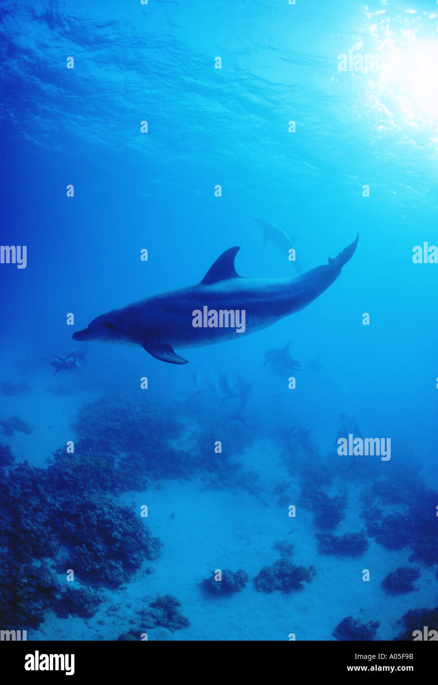 Pictures of dolphins hi-res stock photography and images - Alamy