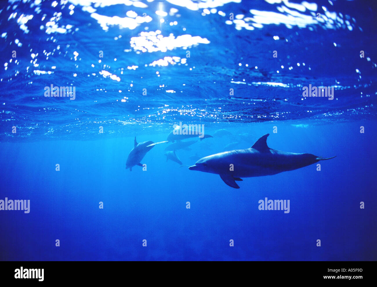 Pictures of dolphins hi-res stock photography and images - Alamy