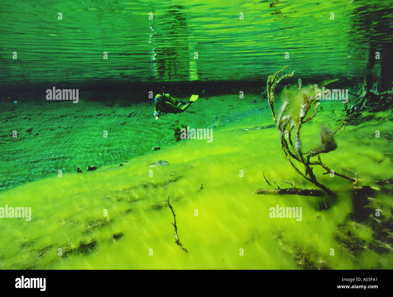 scuba diver in a mountain spring Stock Photo - Alamy
