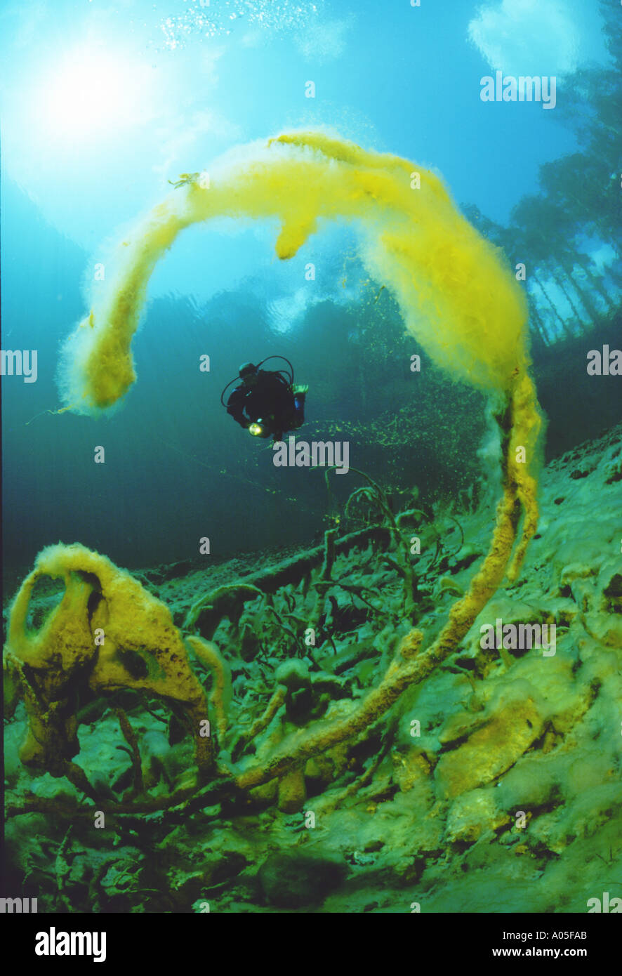 scuba diver in a freshwater lake Stock Photo - Alamy