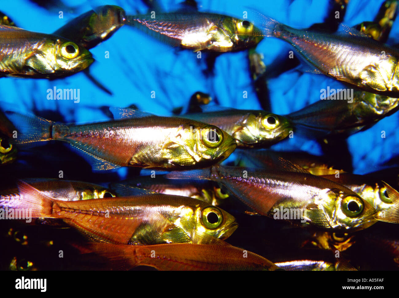 Fish fishes images photos malaysia hi-res stock photography and images ...