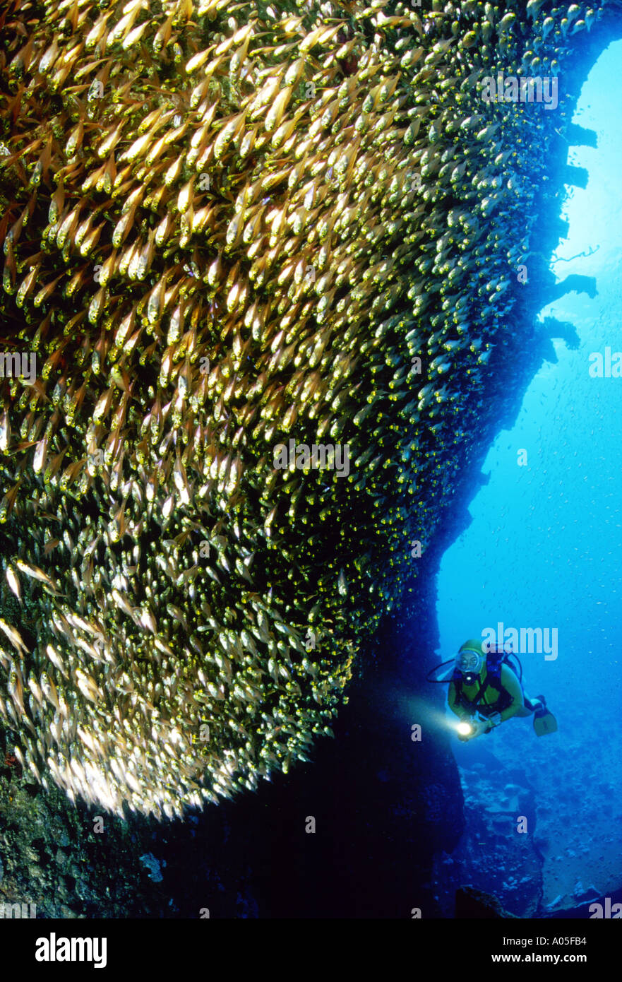 wreck diving scuba diver and ship wreck Stock Photo - Alamy wreck diving scuba diver and ship wreck Stock Photo - Alamy