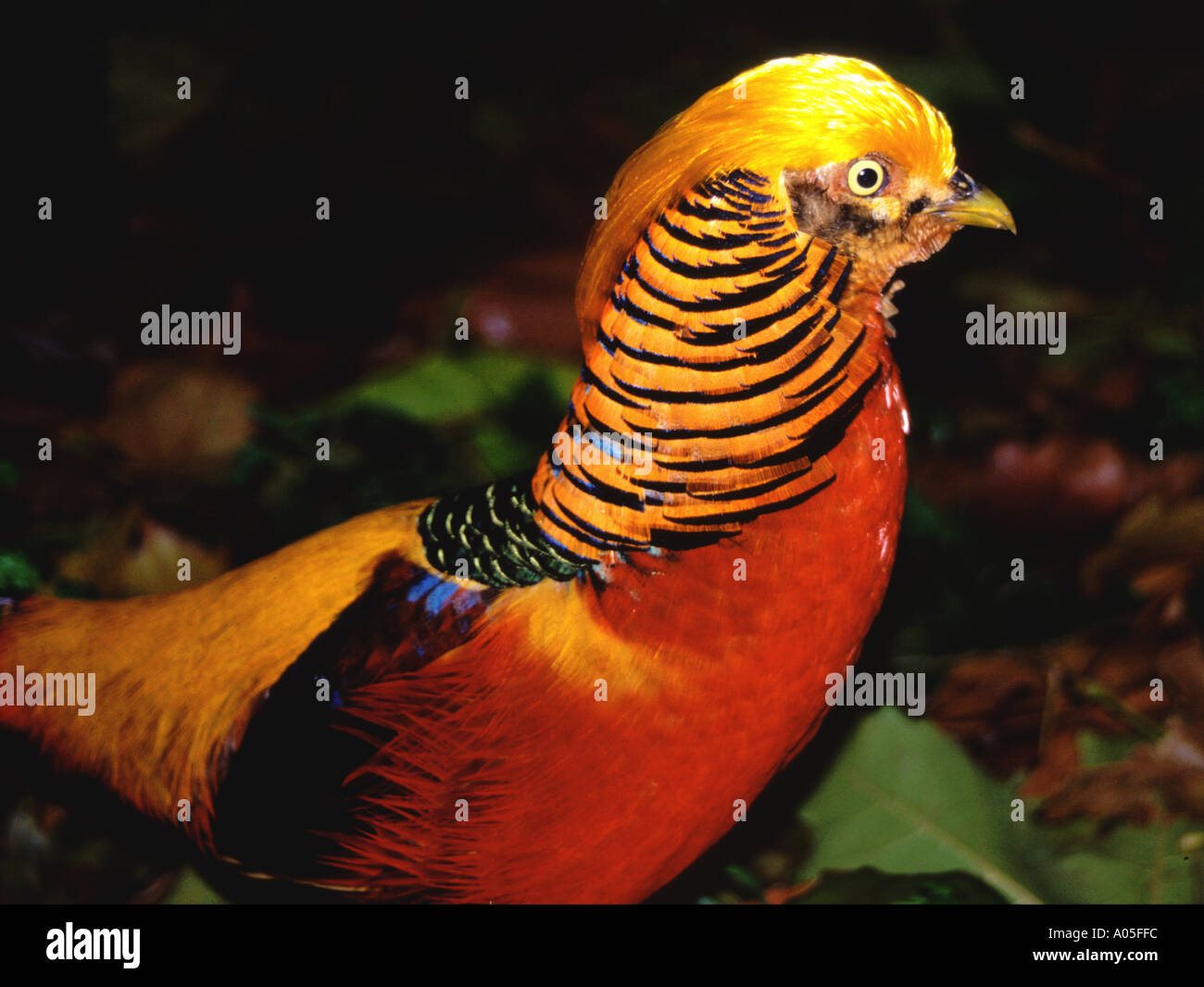 Gold pheasant hi-res stock photography and images - Alamy