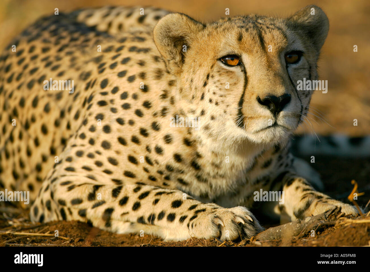 Crouching feline hi-res stock photography and images - Alamy