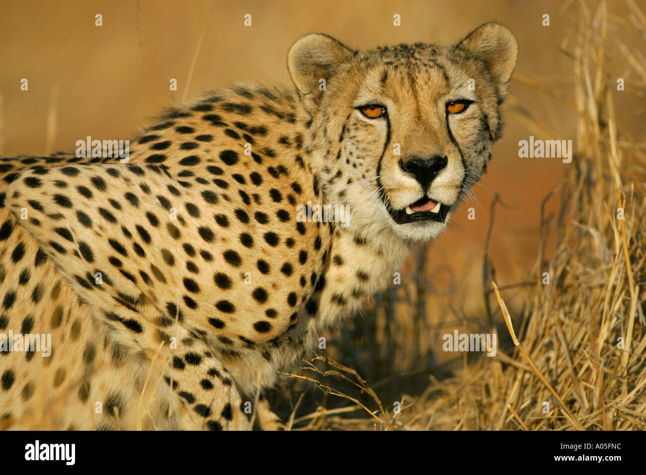 Crouching Cheetah, South Africa. Acinonyx jubatus Stock Photo - Alamy