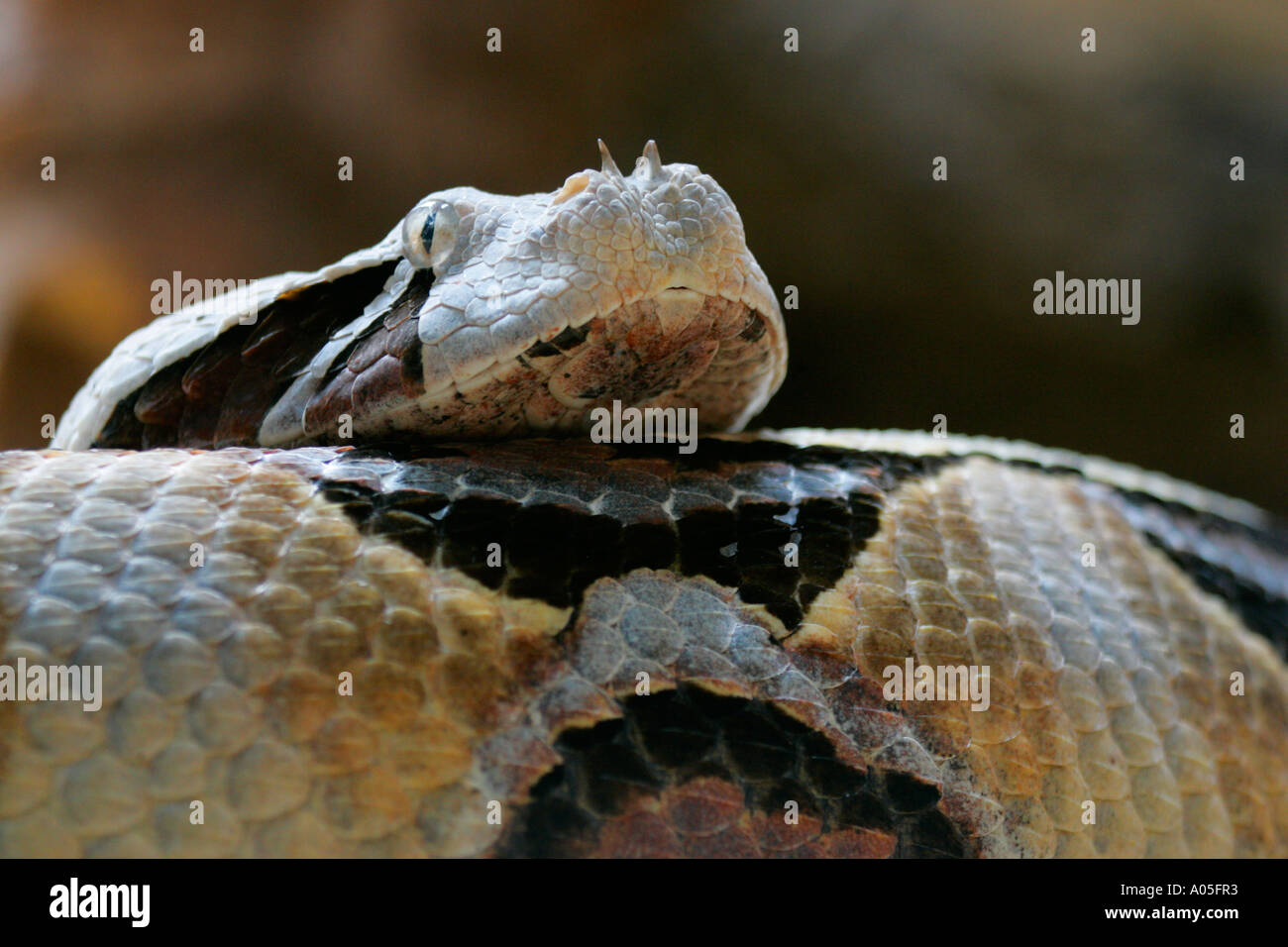 Gaboon viper fangs hi-res stock photography and images - Alamy