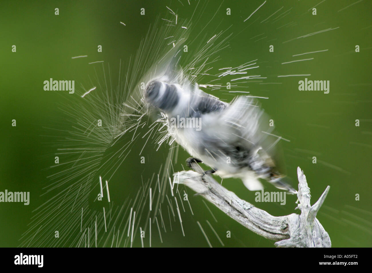 Pied King Fisher, shaking water from head after an unsuccessful dive ...