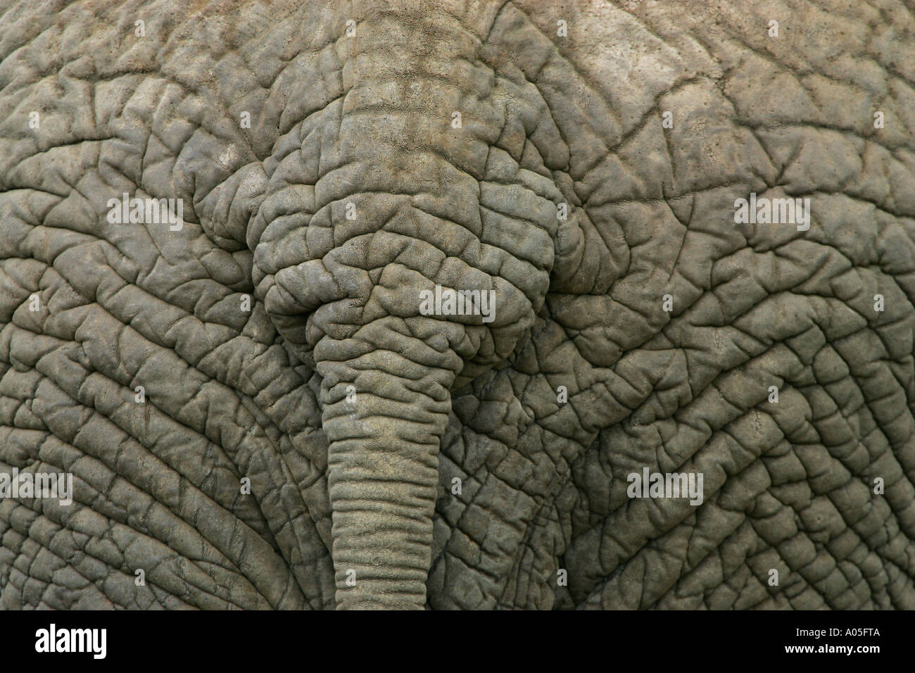 African elephant skin detail and tail hi-res stock photography and ...