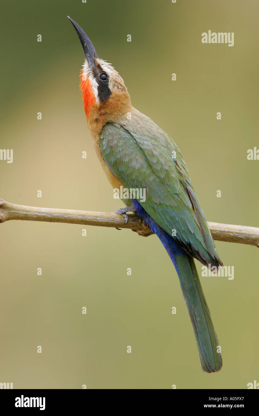White Fronted Bee Eater. Merops bullockoides, Kruger Park, South Africa ...