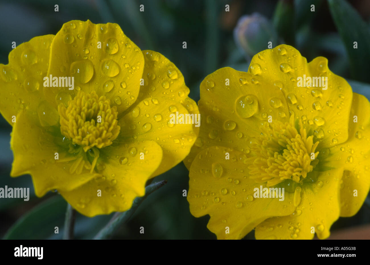 Ranunculus gramineus hi-res stock photography and images - Alamy