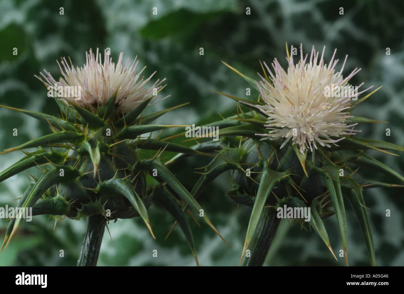 Marianums hi-res stock photography and images - Alamy