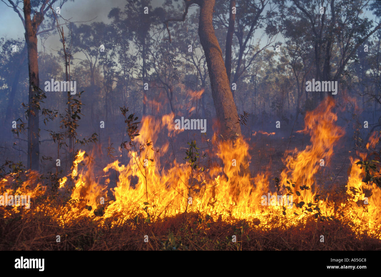 Aboriginal fire management hi-res stock photography and images - Alamy