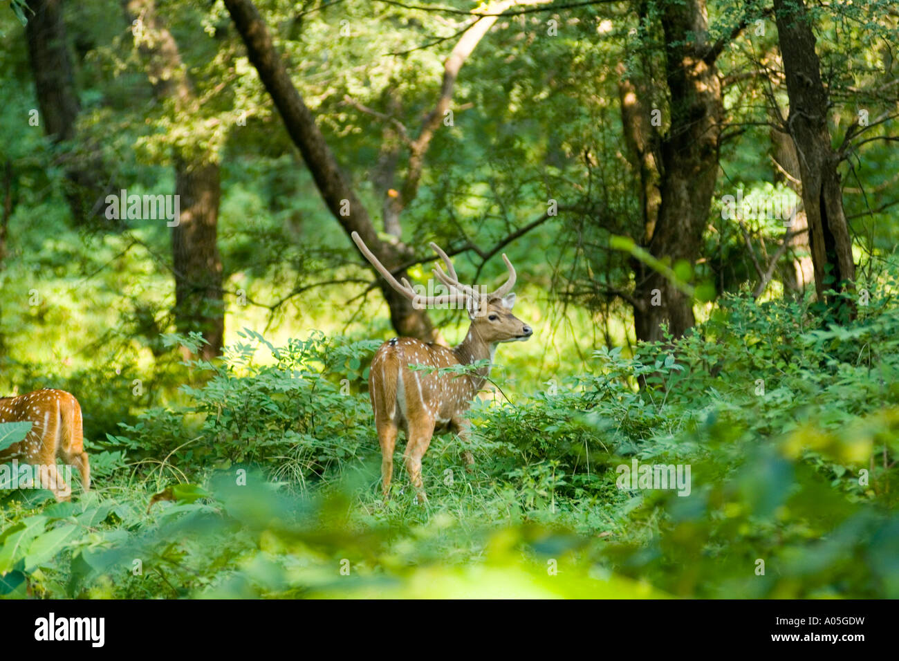 Deer in jungle of Ranthambore National Park famous for tigers in ...