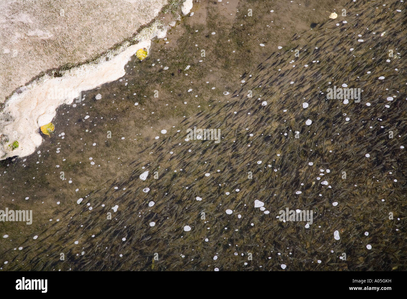 Young fish in shallows of Whatcom Creek at salmon fishing hatchery ...
