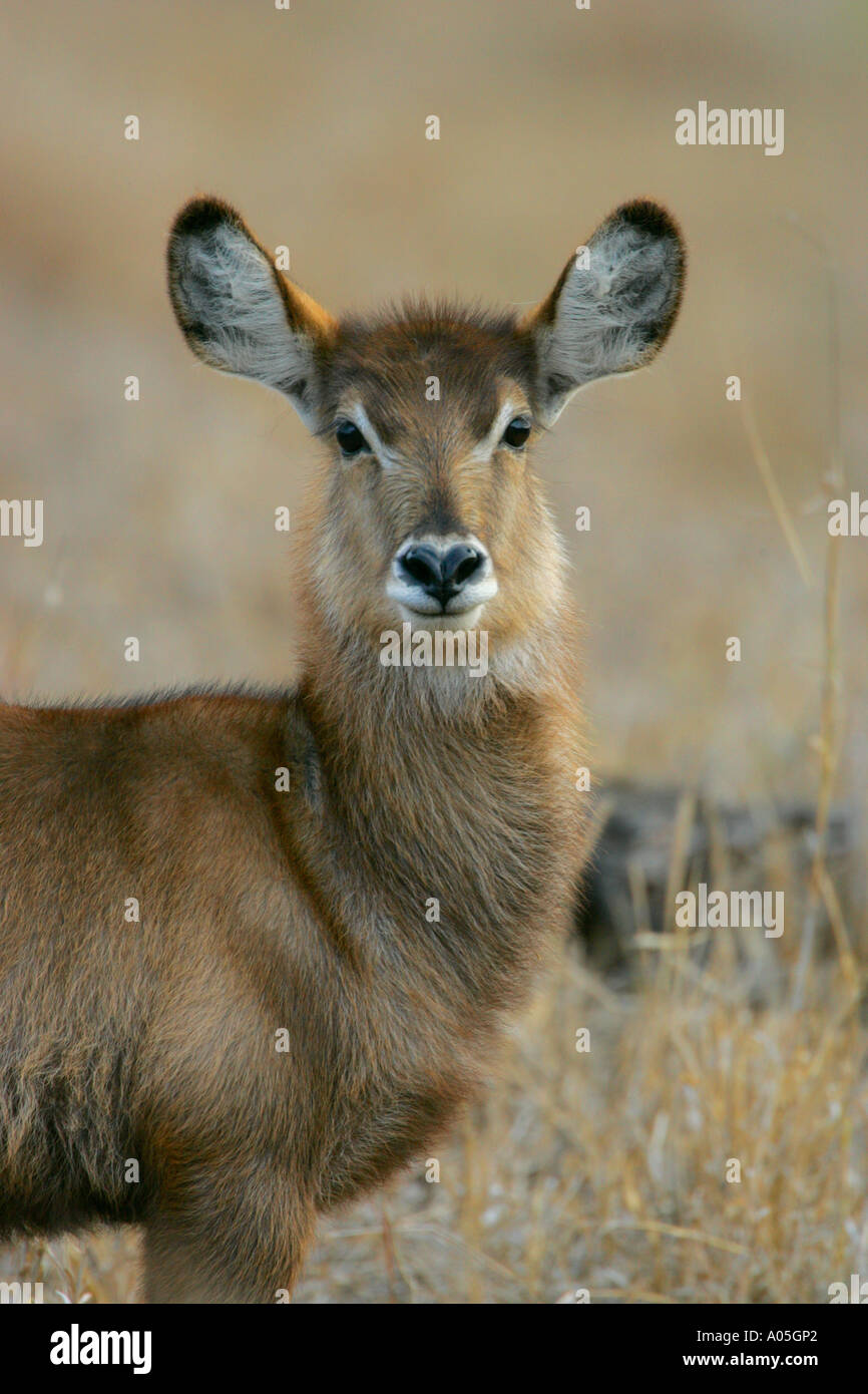 Baby Common Waterbuck, Kruger Park, South Africa. Kobus ellipsiprymnus ...