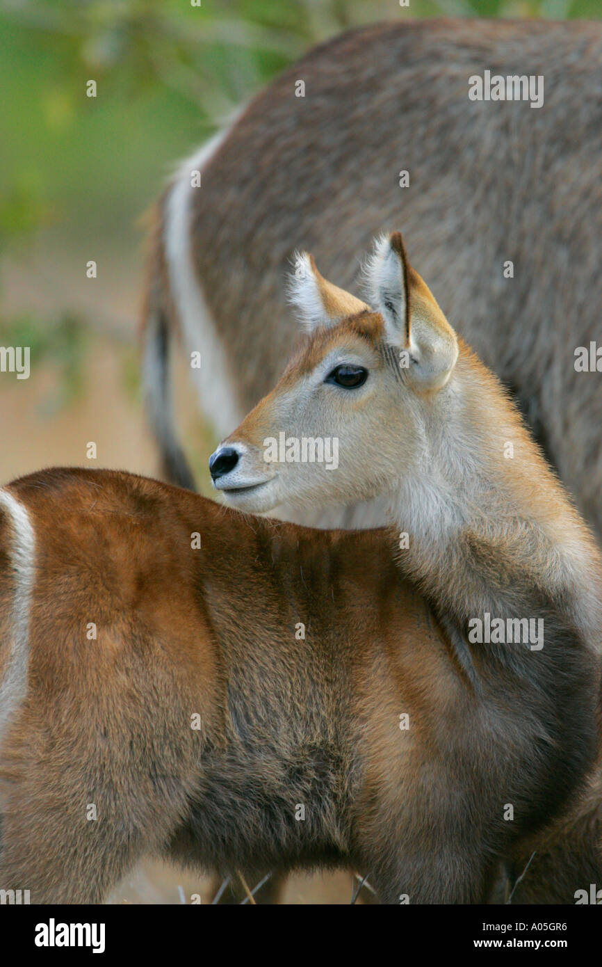 Baby Common Waterbuck, Kruger Park, South Africa. Kobus ellipsiprymnus ...