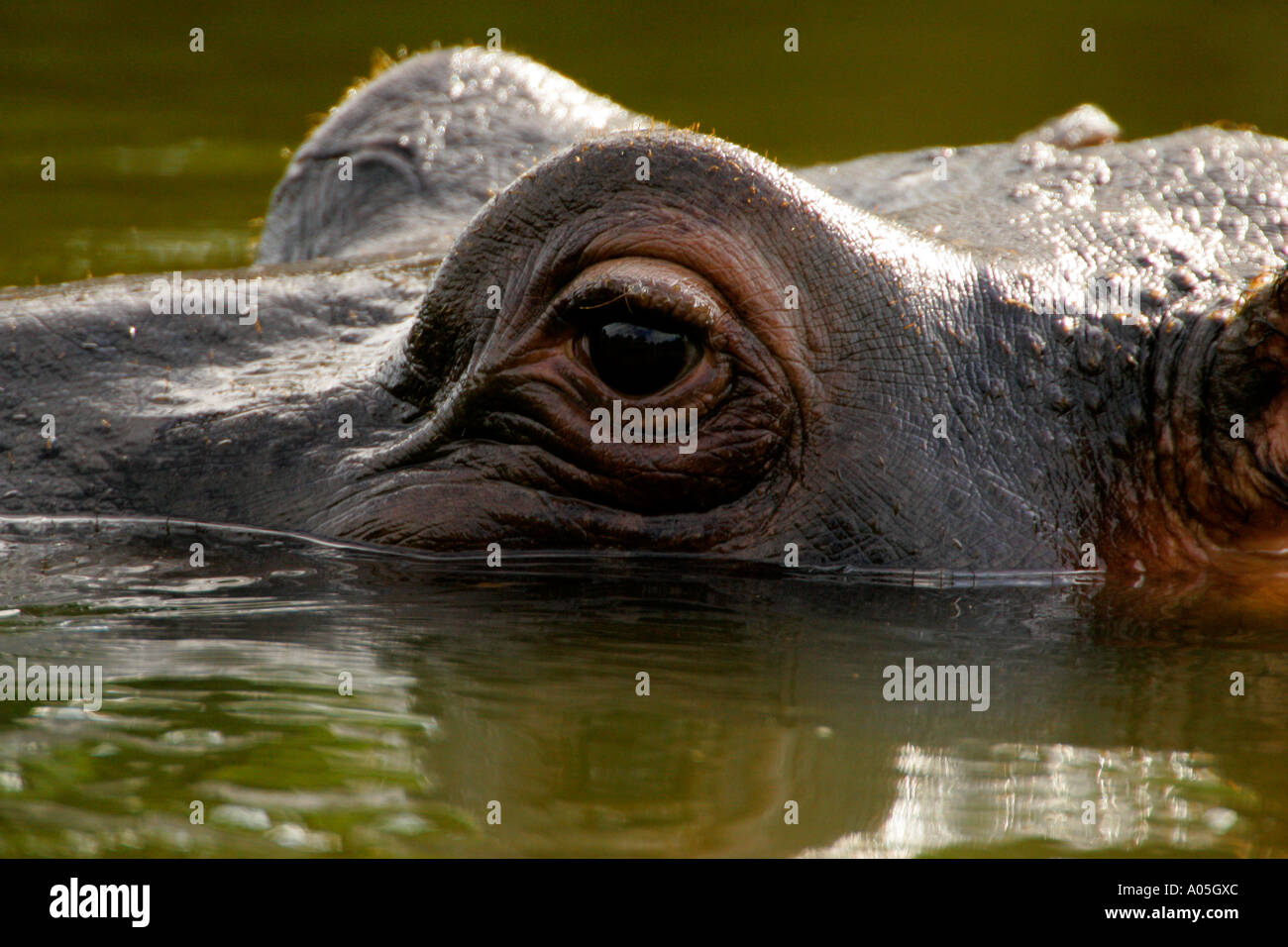 Hippos eyes above the water hi-res stock photography and images - Alamy