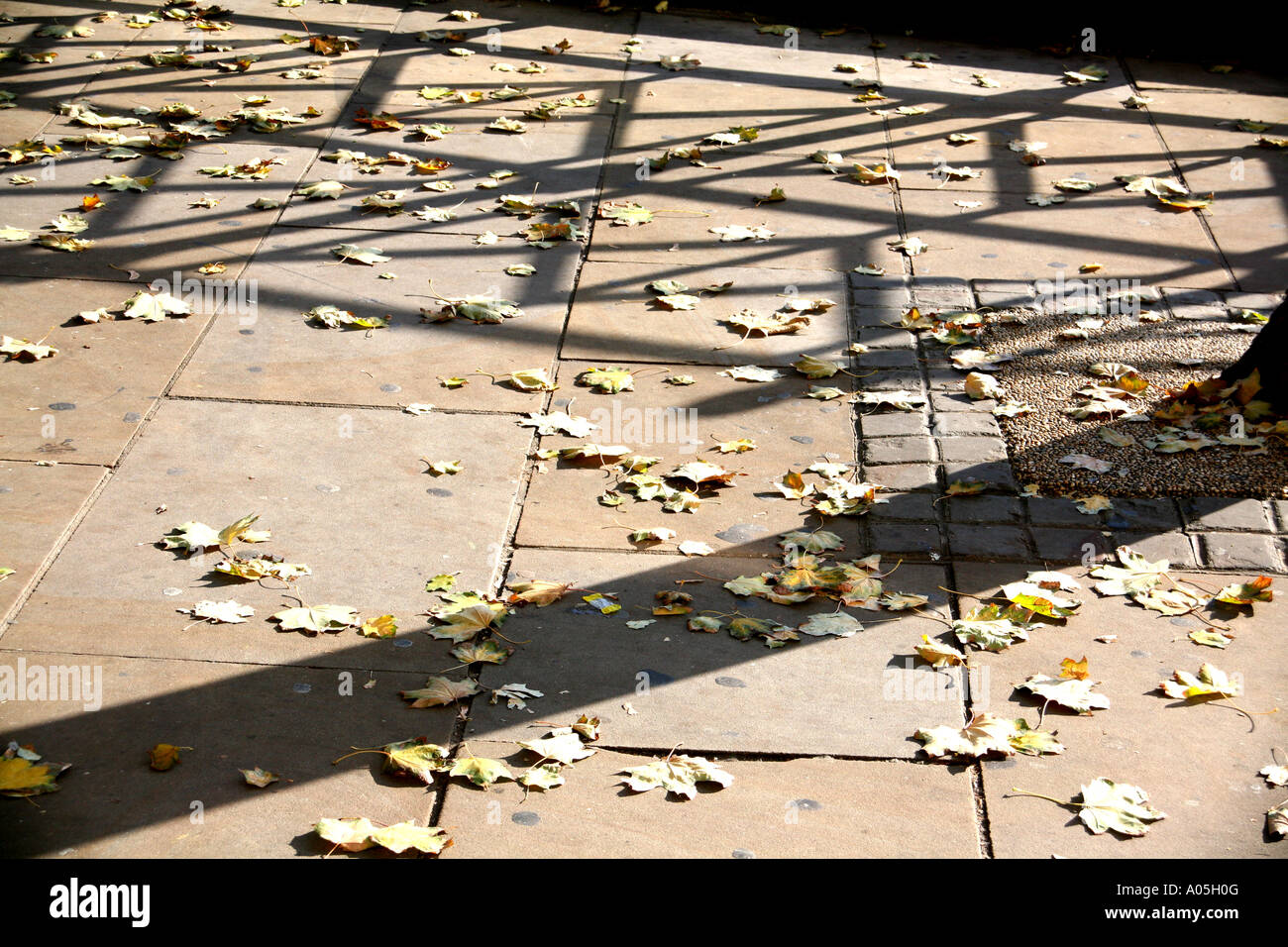 Autumn leaves and shadows on pavement Stock Photo - Alamy