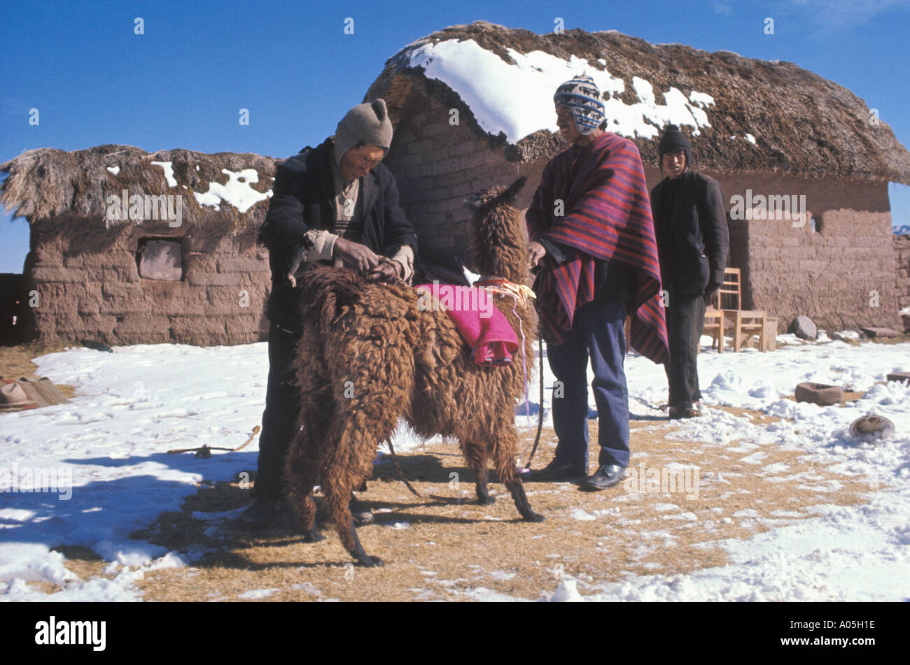 Llamas sky brown hi-res stock photography and images - Alamy
