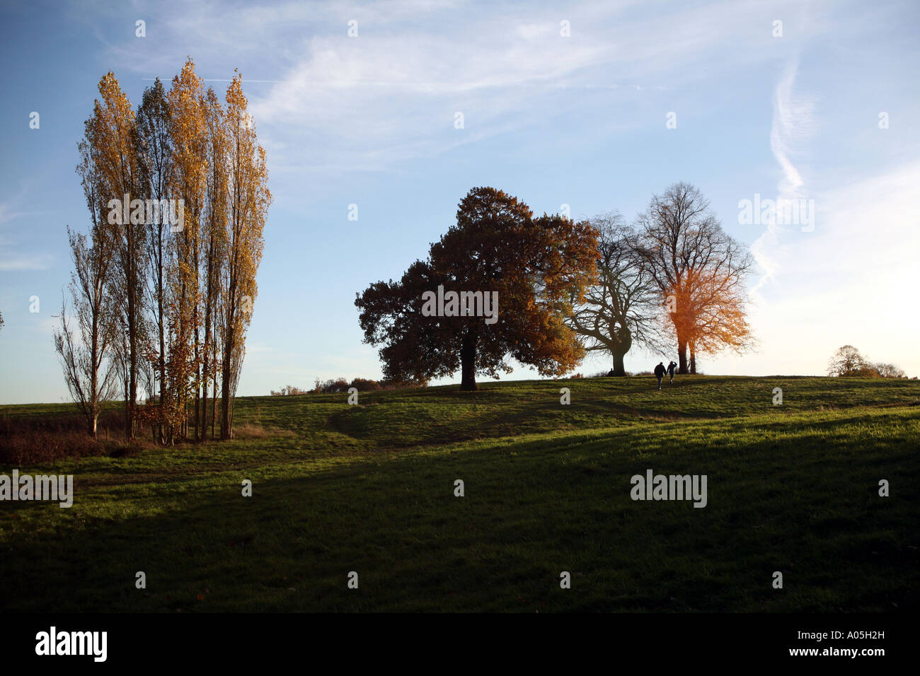 Trees in london hi-res stock photography and images - Alamy
