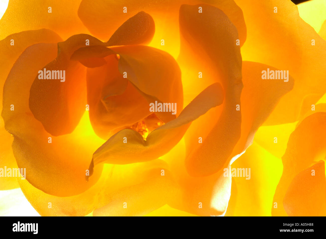 Rose from underneath hi-res stock photography and images - Alamy