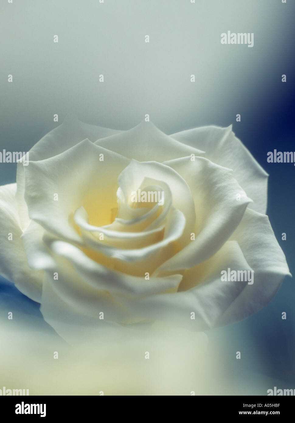 PALE CREAM ROSE selectively focused on foreground flower through petals ...