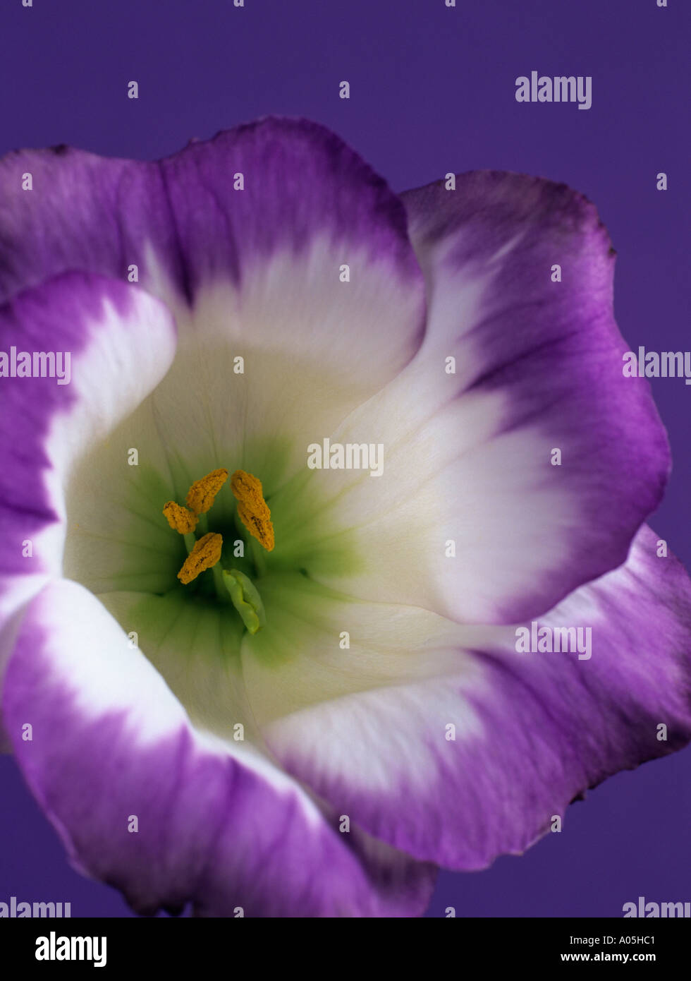 Eustoma russellianum hi-res stock photography and images - Alamy