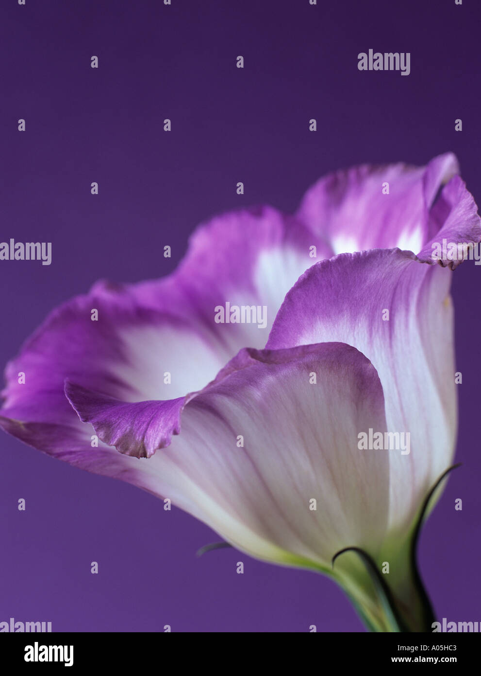 Eustoma russellianum hi-res stock photography and images - Alamy