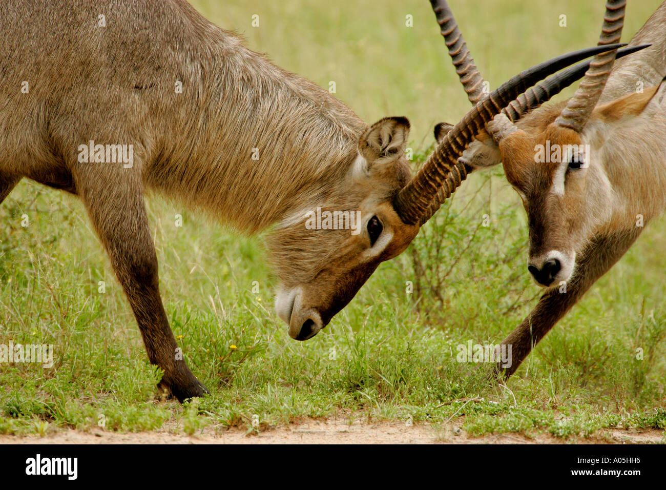 Two Male Common Waterbuck fighting, Kruger Park, South Africa. Kobus ...