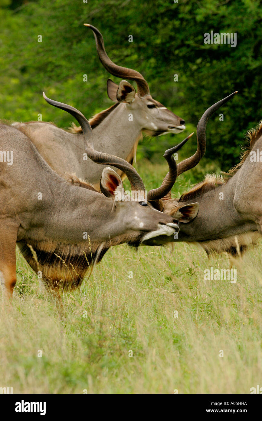 Greater Kudu Males fighting, Kruger Park, South Africa. Tragelaphus ...