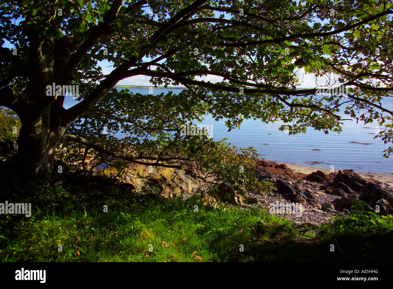 Tree and Water Penrhos Country Park Anglesey North West Wales Stock ...