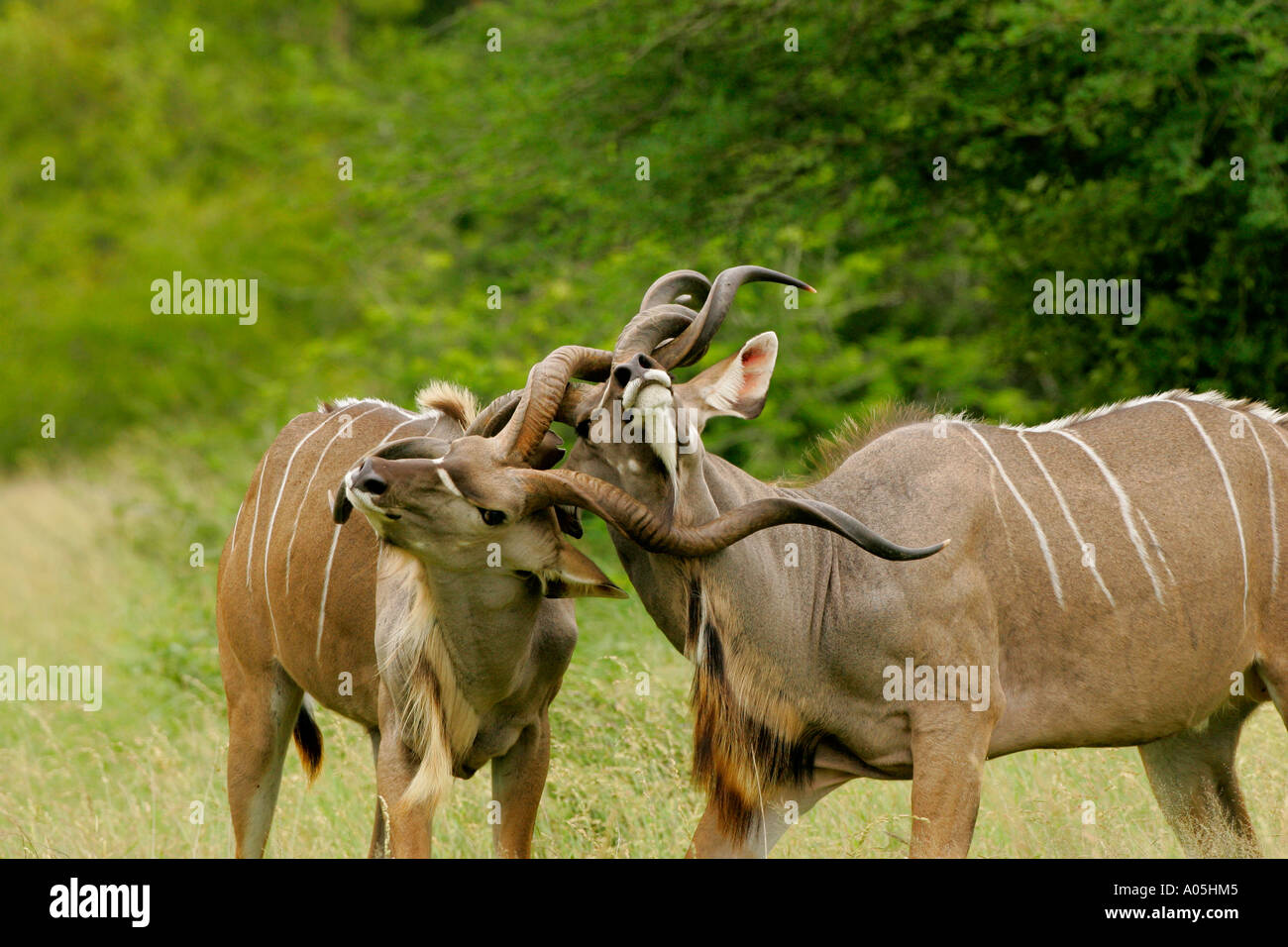 Horn fighting hi-res stock photography and images - Alamy