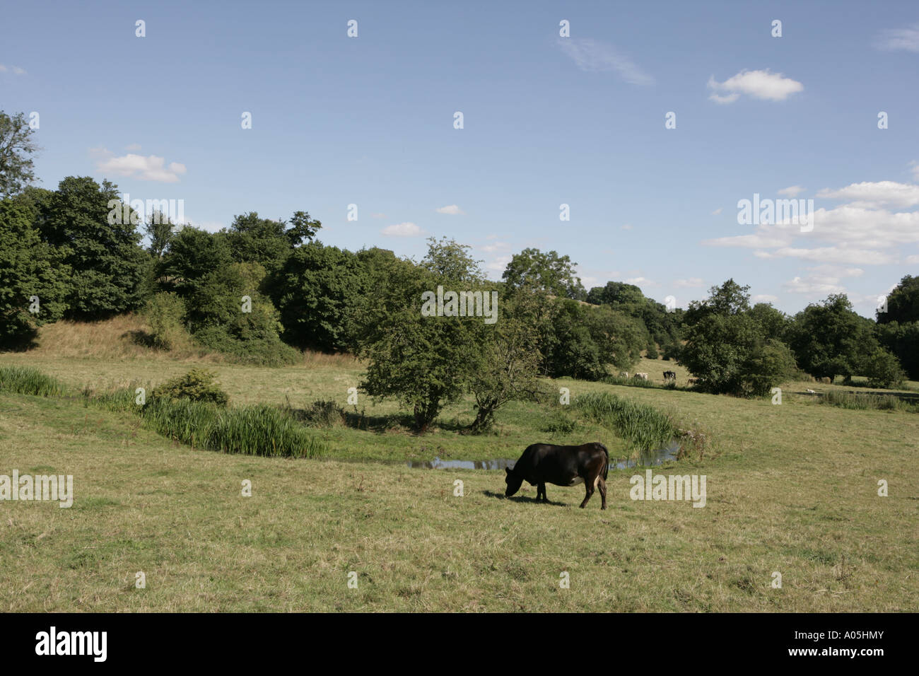 Water meadows of river churn valley few miles down from Seven Spring ...
