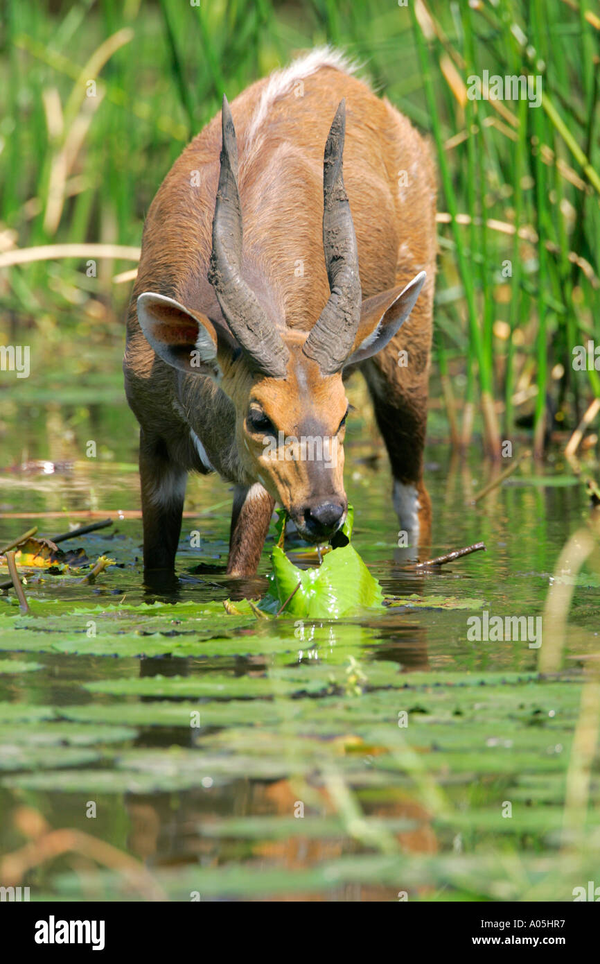 Water buck in kruger park hi-res stock photography and images - Alamy