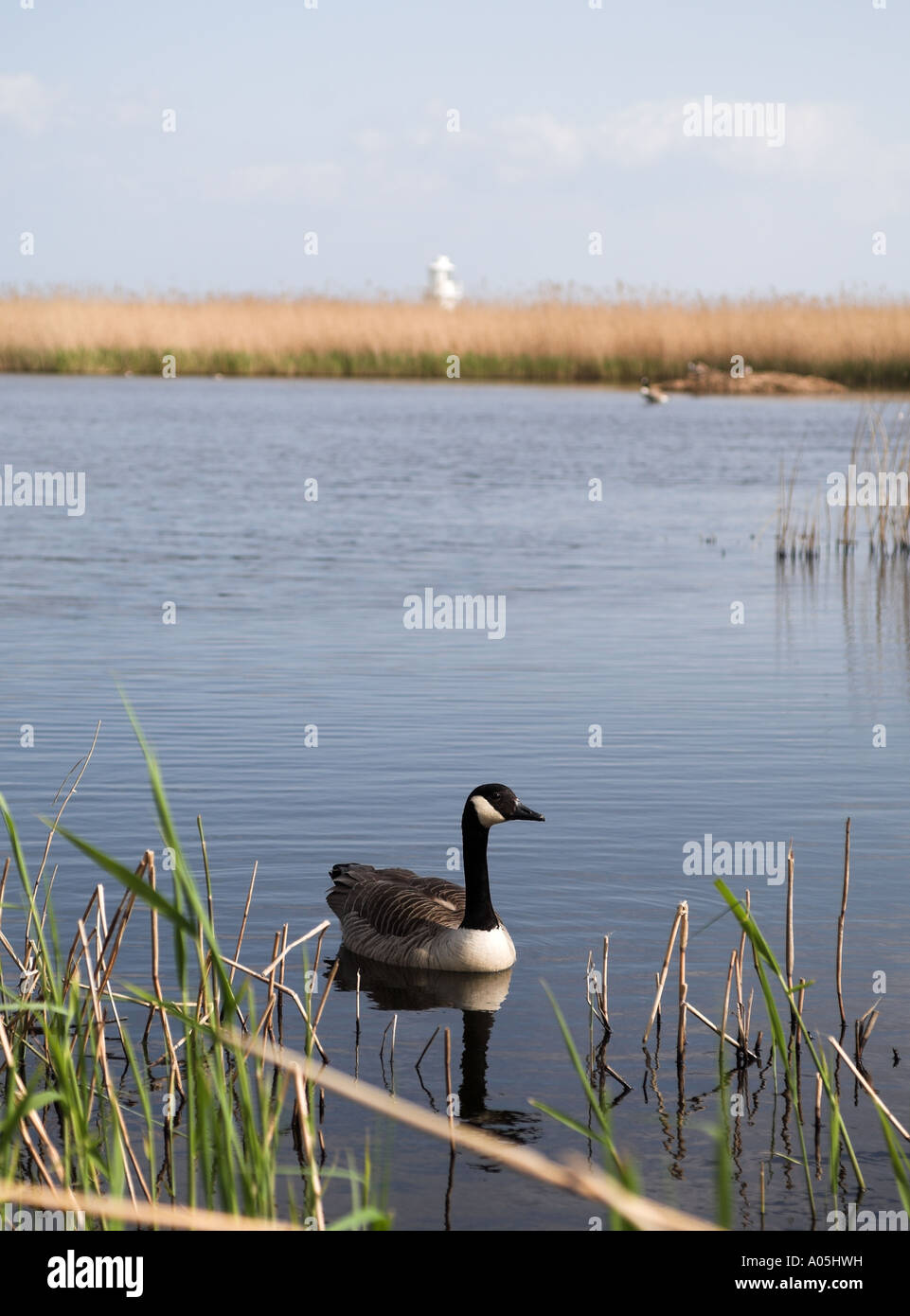 Canadian Geese Newport Wetlands National Nature Reserve South East ...