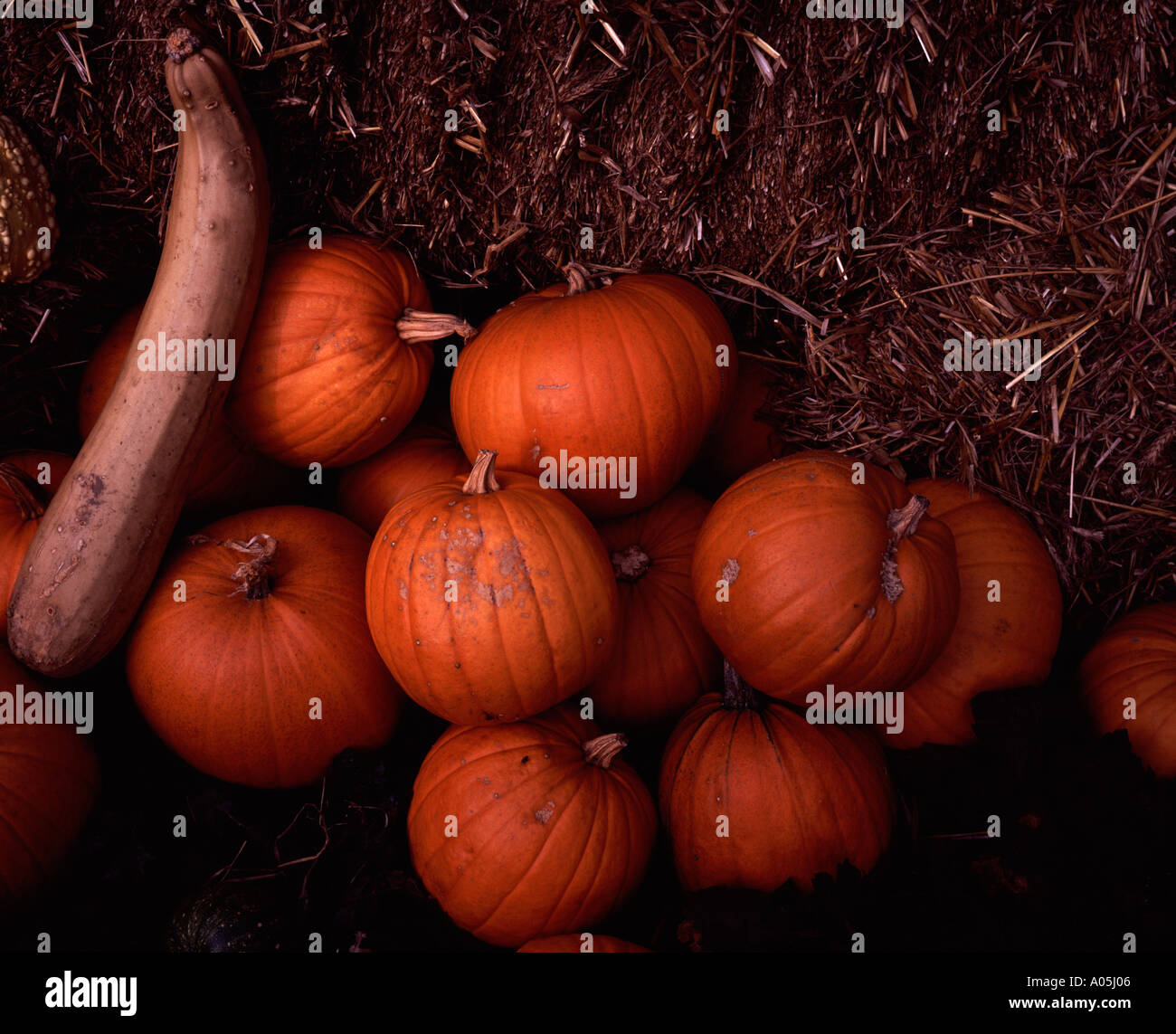English pumpkins hi-res stock photography and images - Alamy