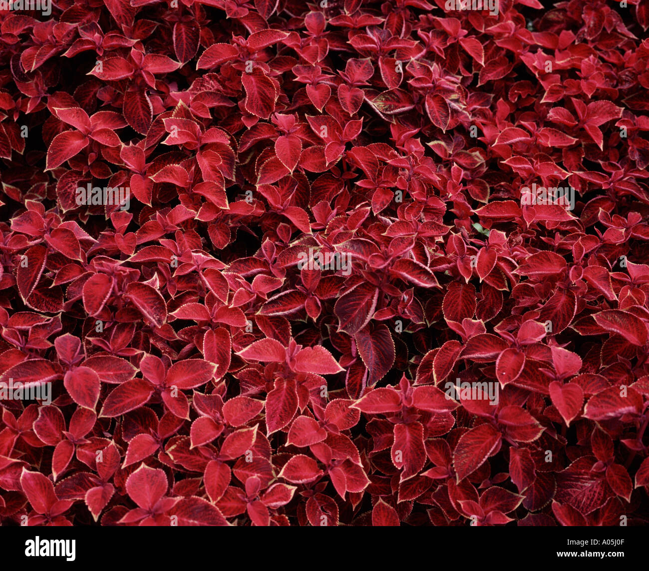 Red foliage plant hi-res stock photography and images - Alamy